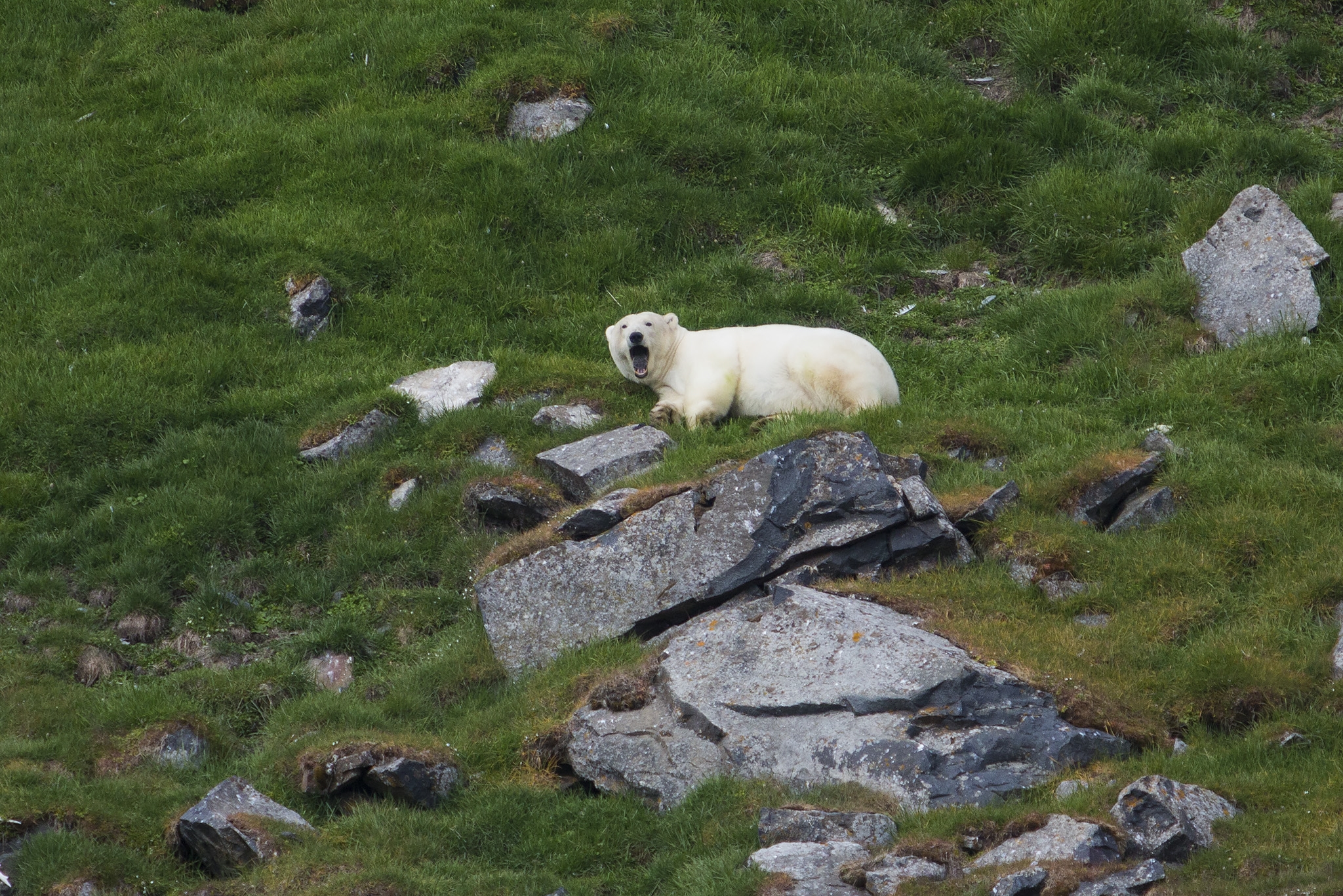 Fun facts about Svalbard - SeilNorge