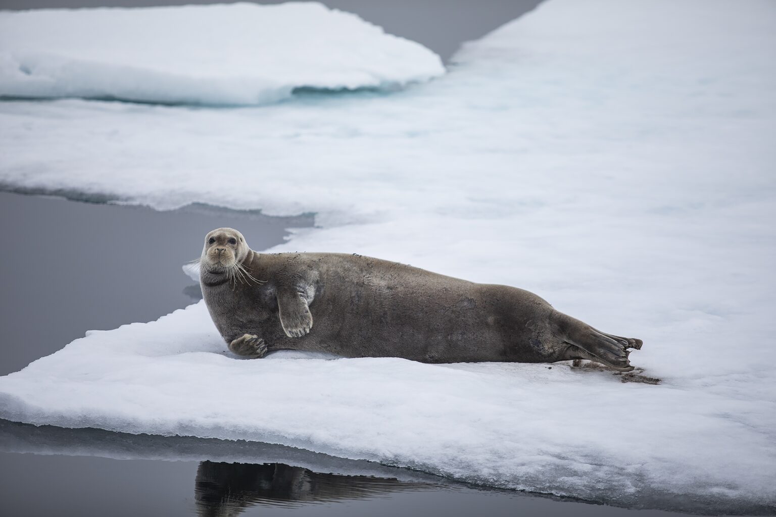 Sailing Expeditions in the Arctic