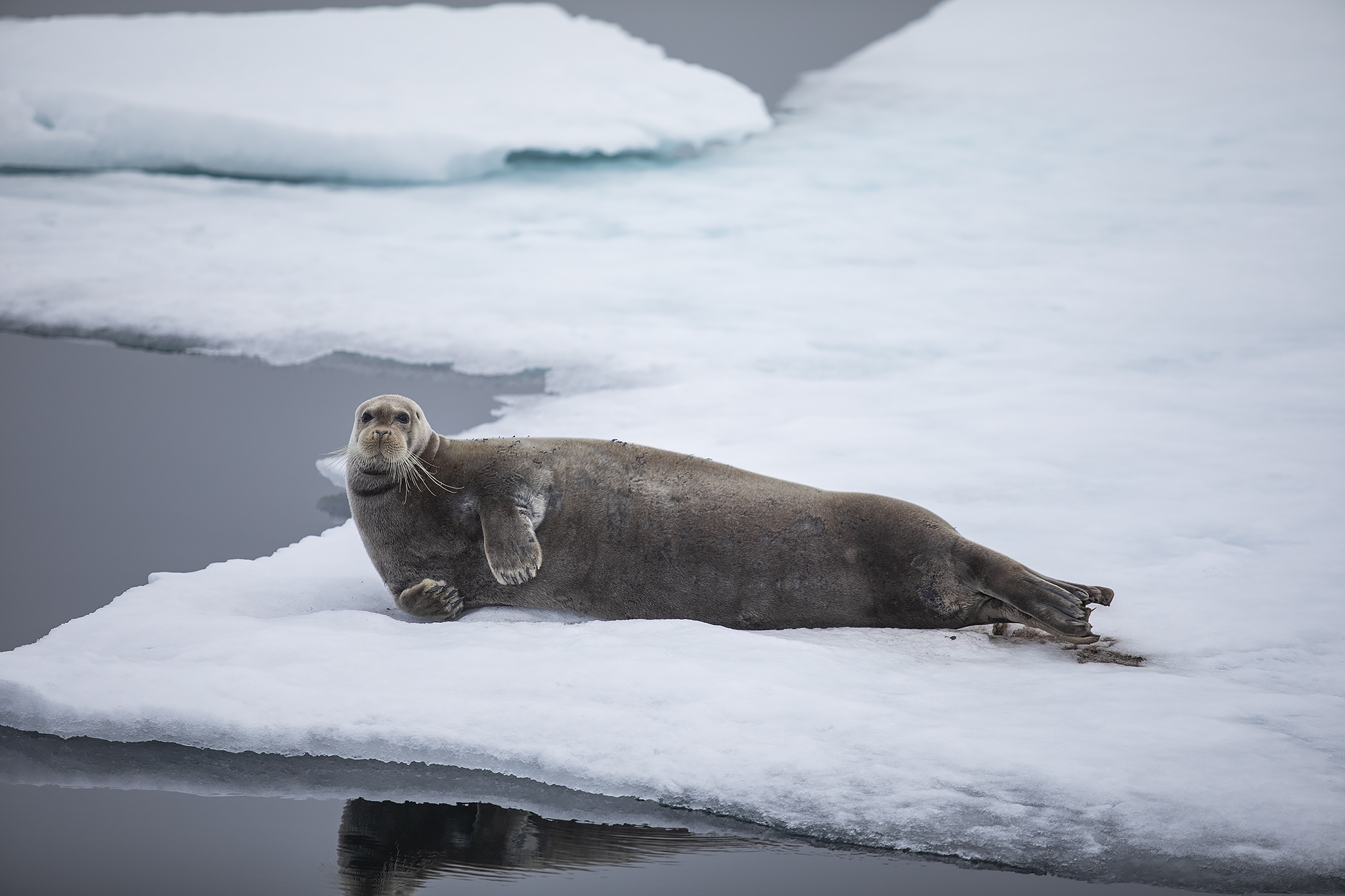 Svalbard - SeilNorge - Sailing Expeditions in the Arctic