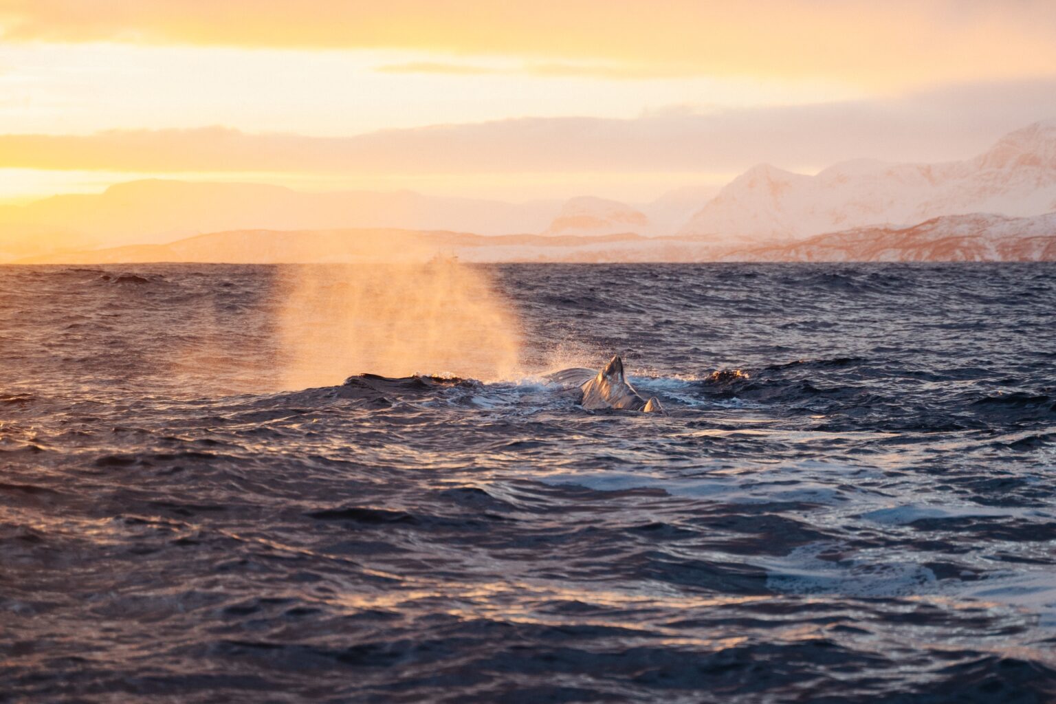 Orcas and whales - SeilNorge