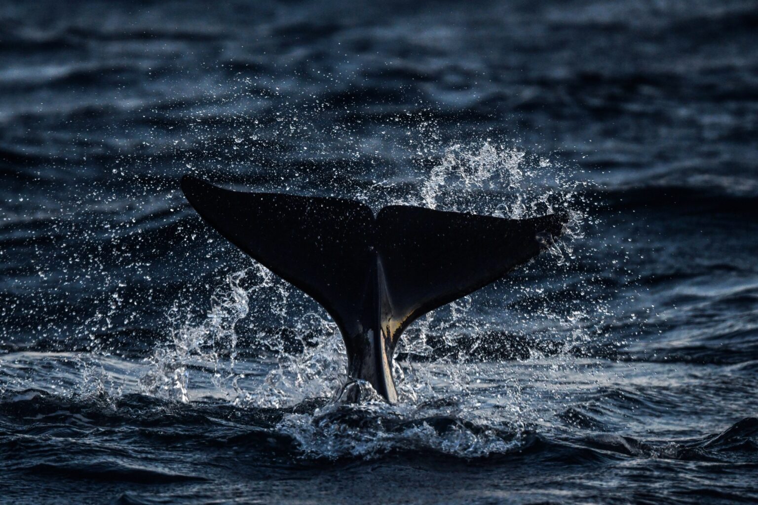 Orcas and Whales Sailing Trip | Northern Norway - SeilNorge